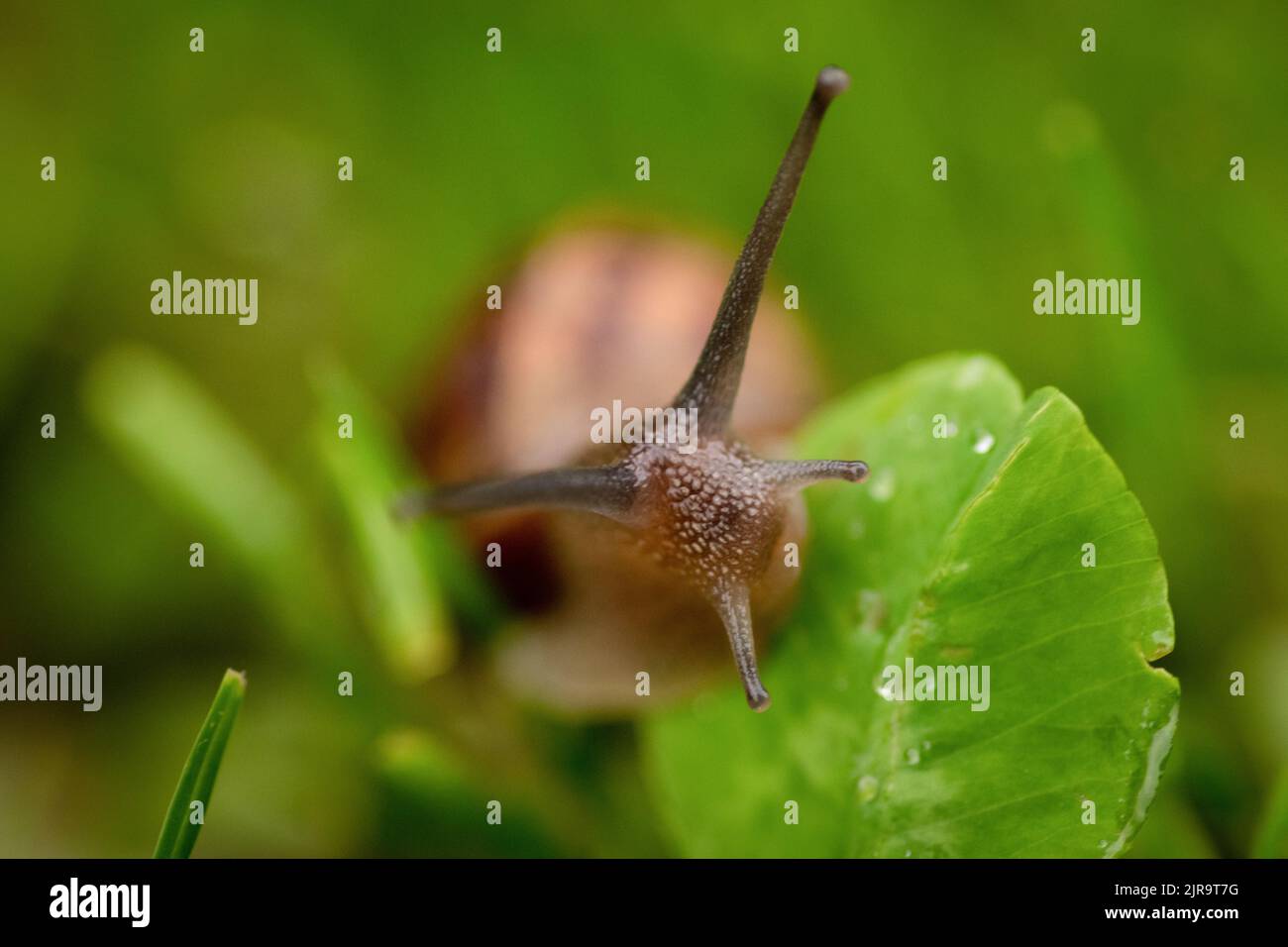 Macro photo of a snail spreading its horns slithering on wet grass ...