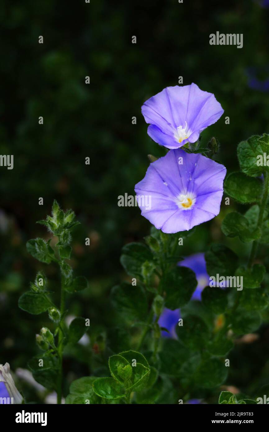 Convolvulus blue flowers convolvulus hi-res stock photography and ...