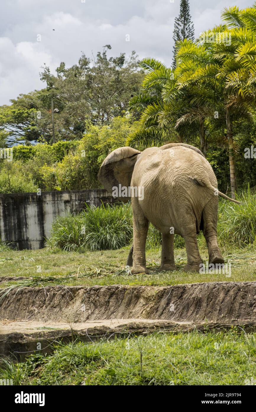 A vertical shot of an African forest elephant in Ukumari Zoo, Colombia ...