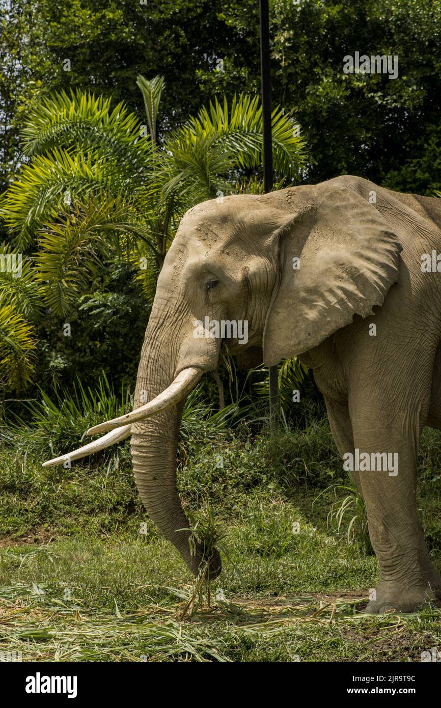 A vertical shot of an African forest elephant in Ukumari Zoo, Colombia ...