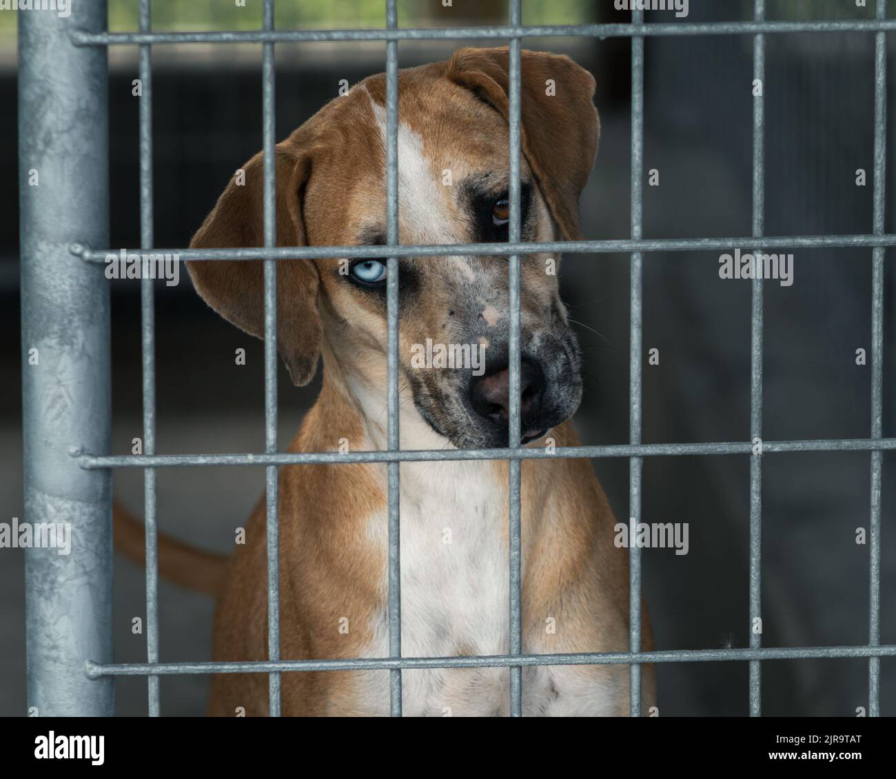 Does The Treeing Cur Like To Swim