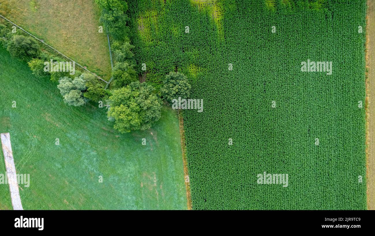 Aerial view drone shot of fresh green field in Spring near Turnhout by ...
