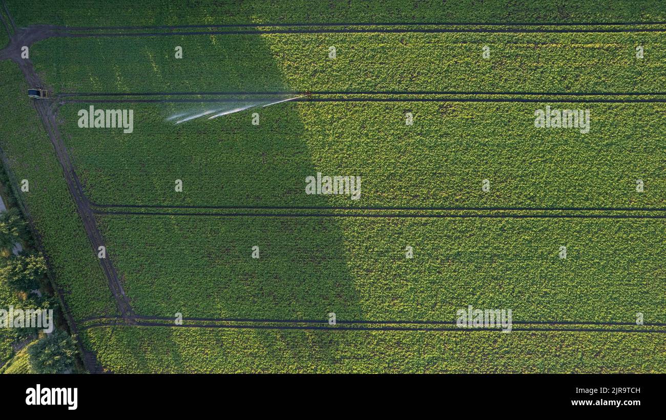 Aerial view by a drone of a potato field being irrigated by a gigantic ...