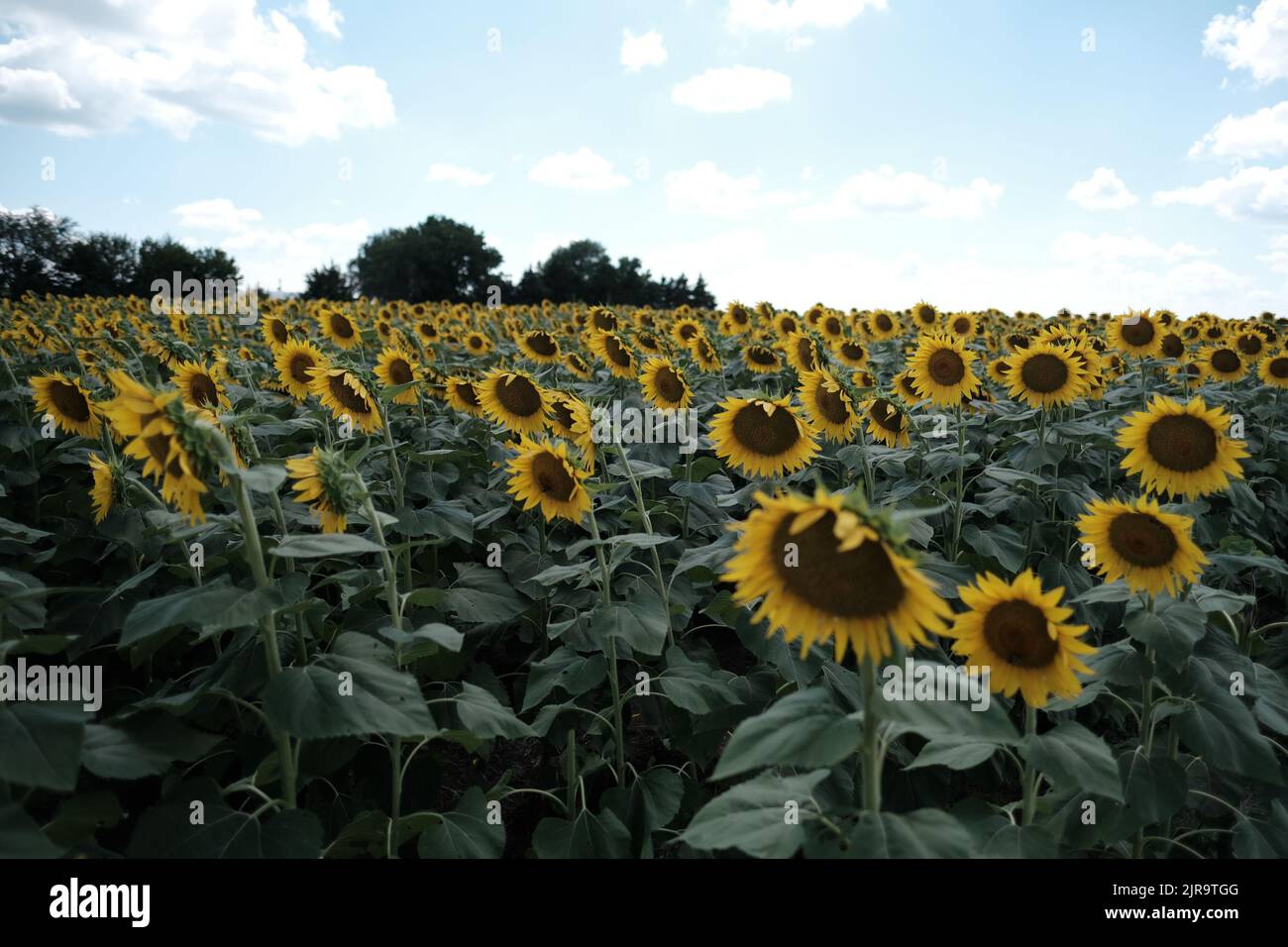 A landscape with field of blooming sunflowers and a forest in the ...