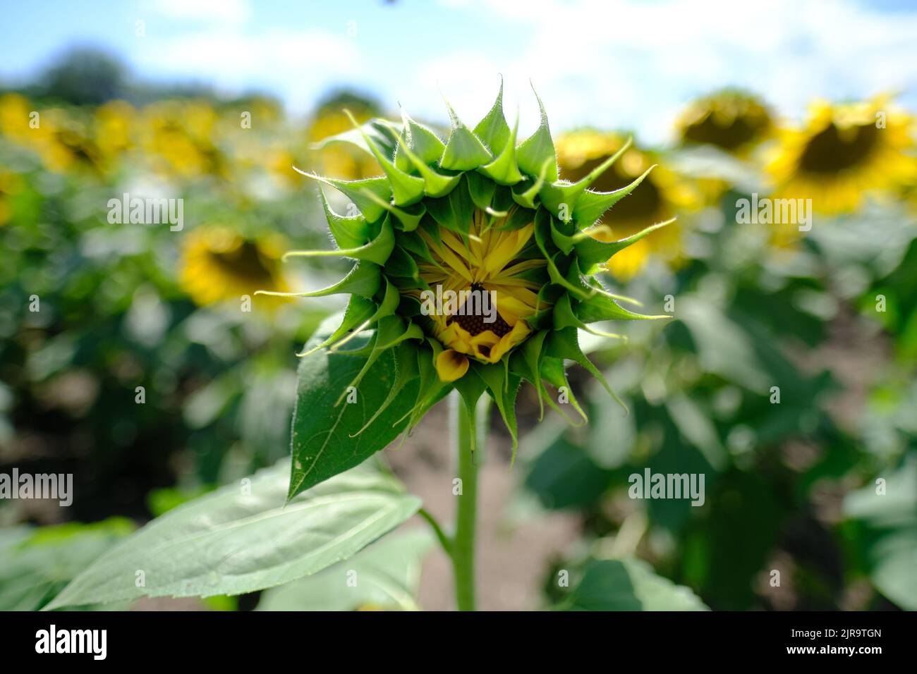 A close-up shot of a half-bloomed sunflower Stock Photo - Alamy