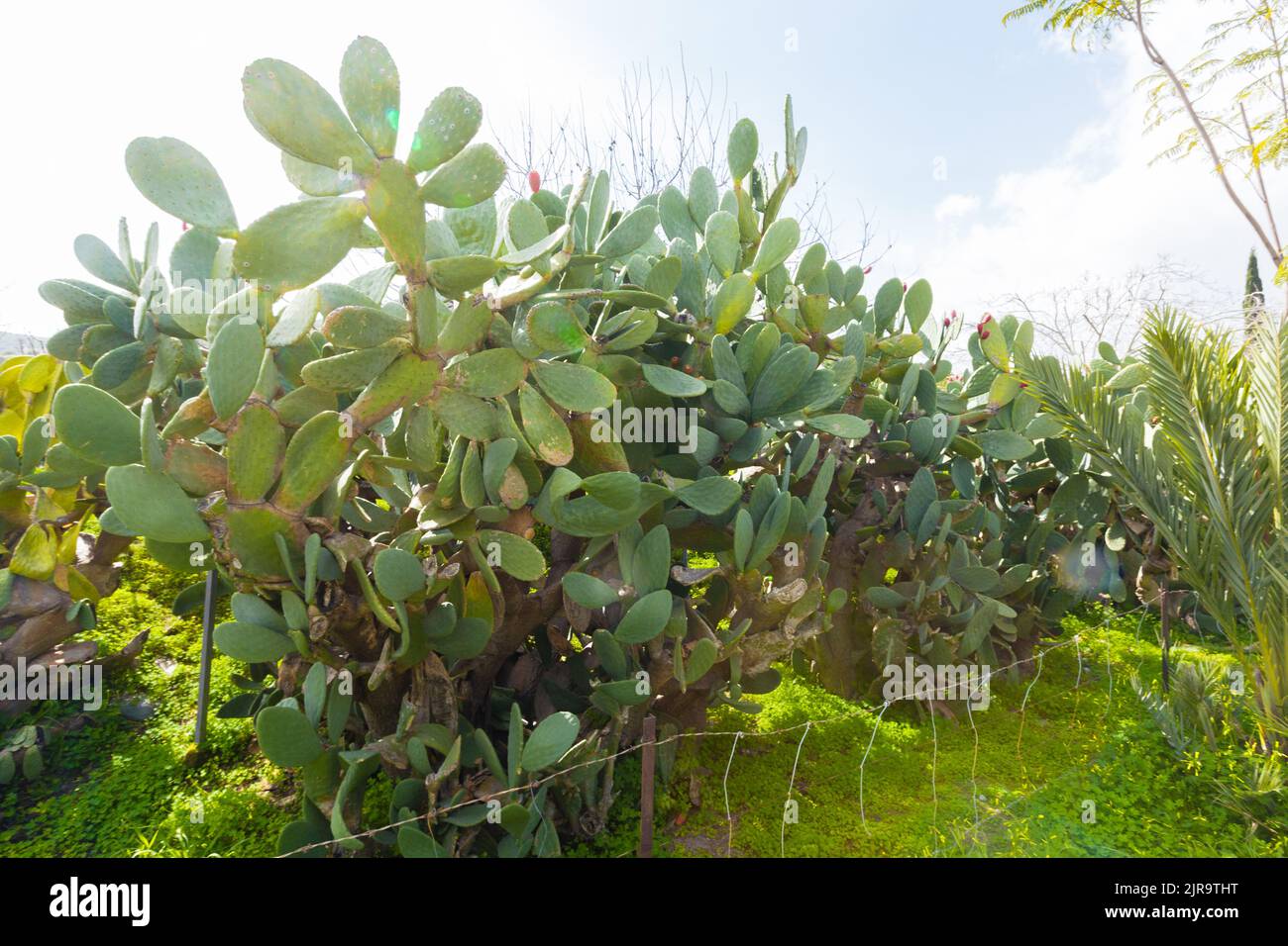 natural green trees and bushes background with path Stock Photo - Alamy