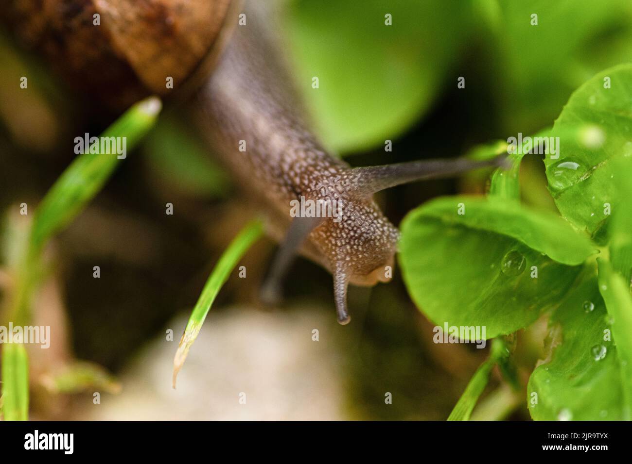Macro photo of a snail spreading its horns slithering on wet grass ...
