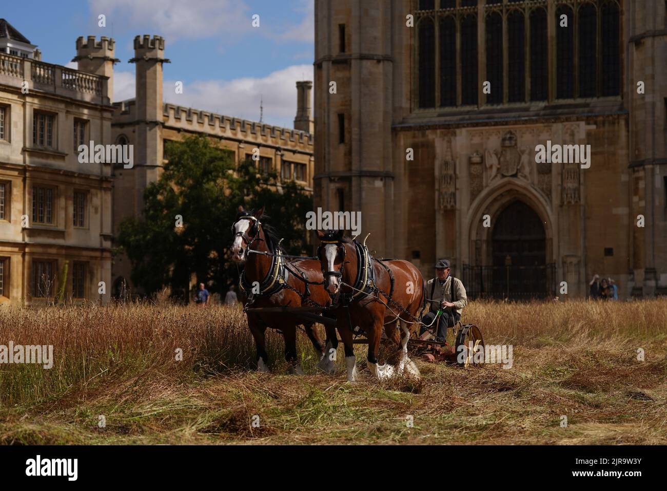 David Lawless working with shire horses Cosmo and Boy to harvest the ...