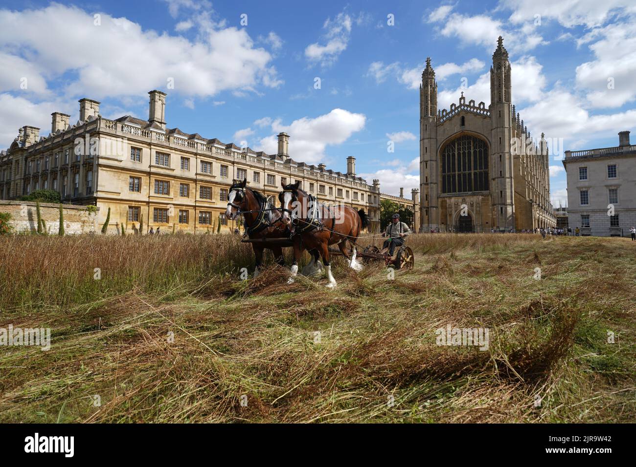 David Lawless working with shire horses Cosmo and Boy to harvest the ...