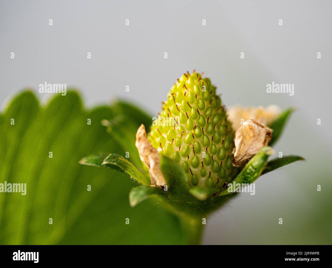 Small strawberry growing on the flower of the strawberry plant in the ...
