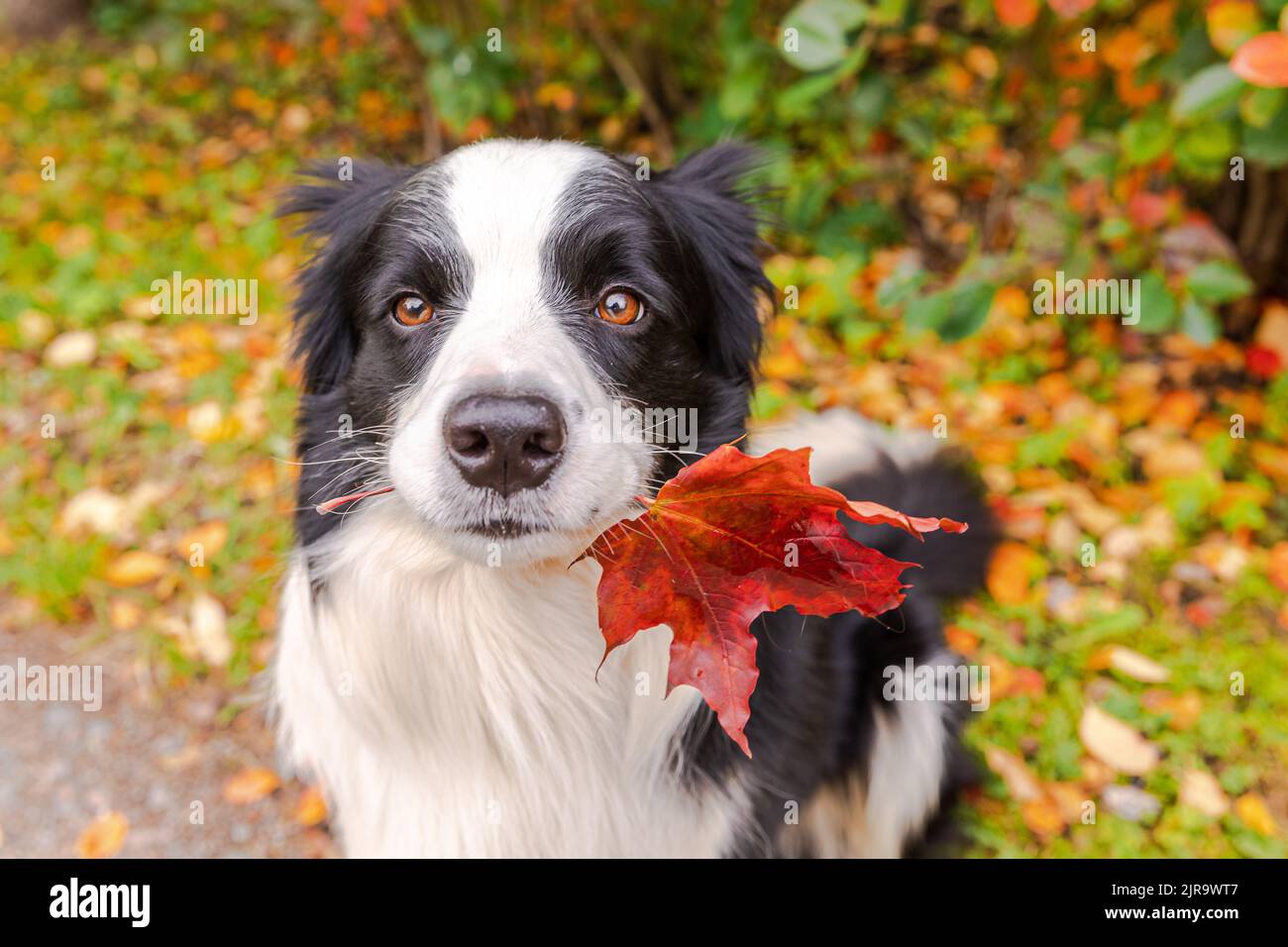 Funny puppy dog border collie with orange maple fall leaf in mouth ...