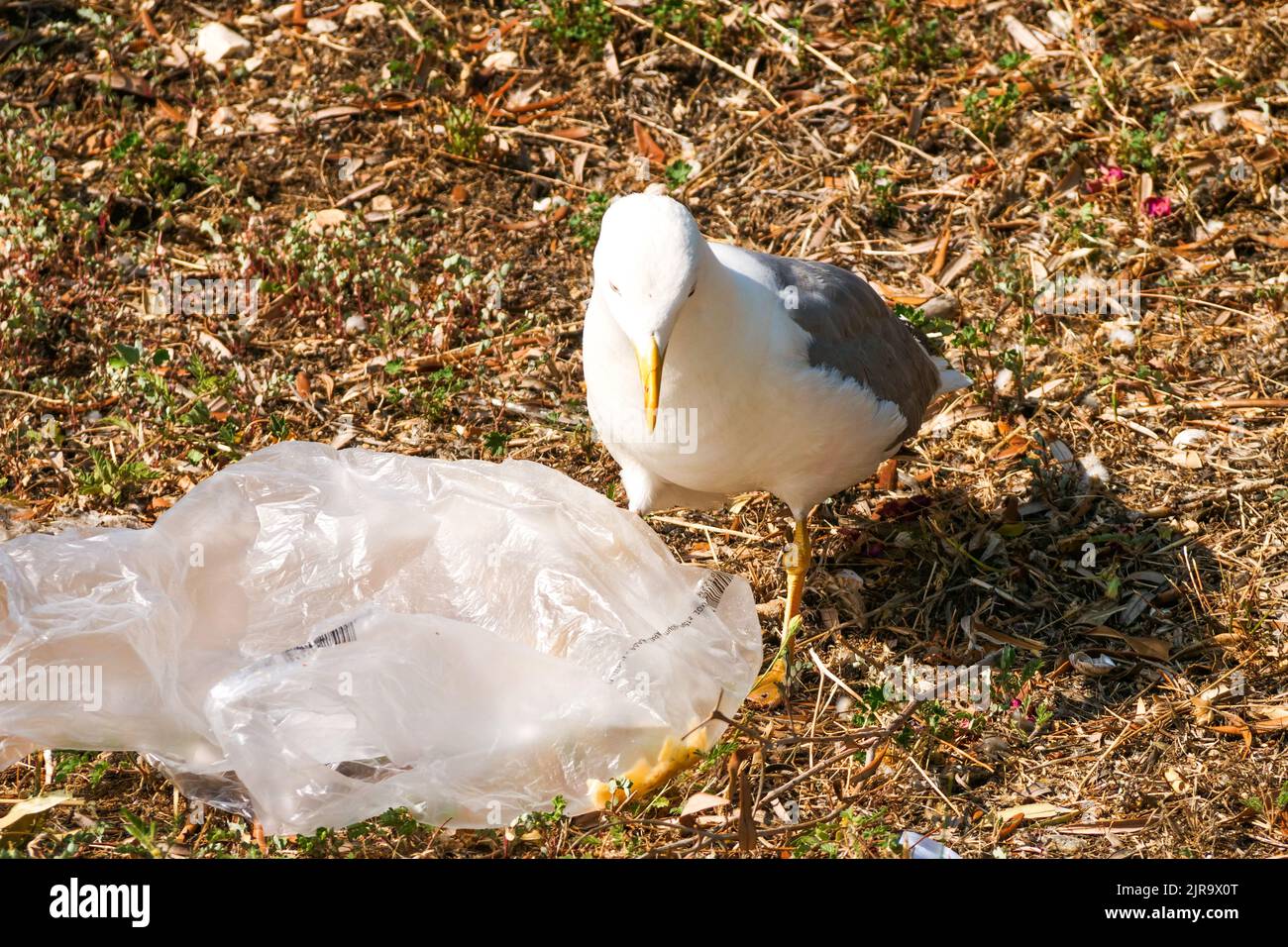 A seagull tries to eat a plastic bag, Kavala, Macedonia, North-Eastern ...