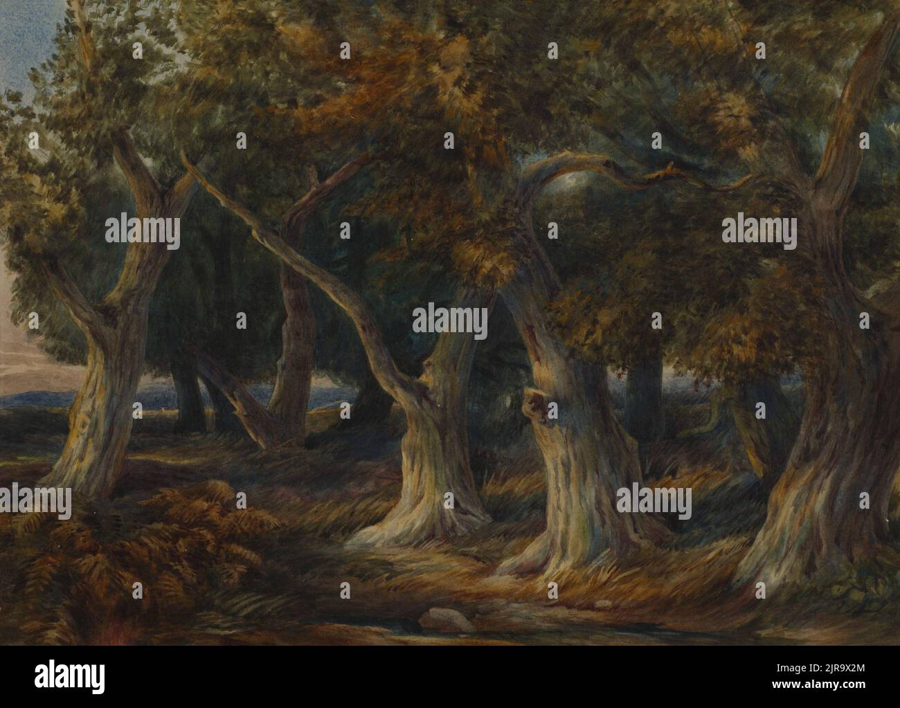 Forest, by William Witherington. Gift of Archdeacon F.H.D. Smythe, 1957 ...