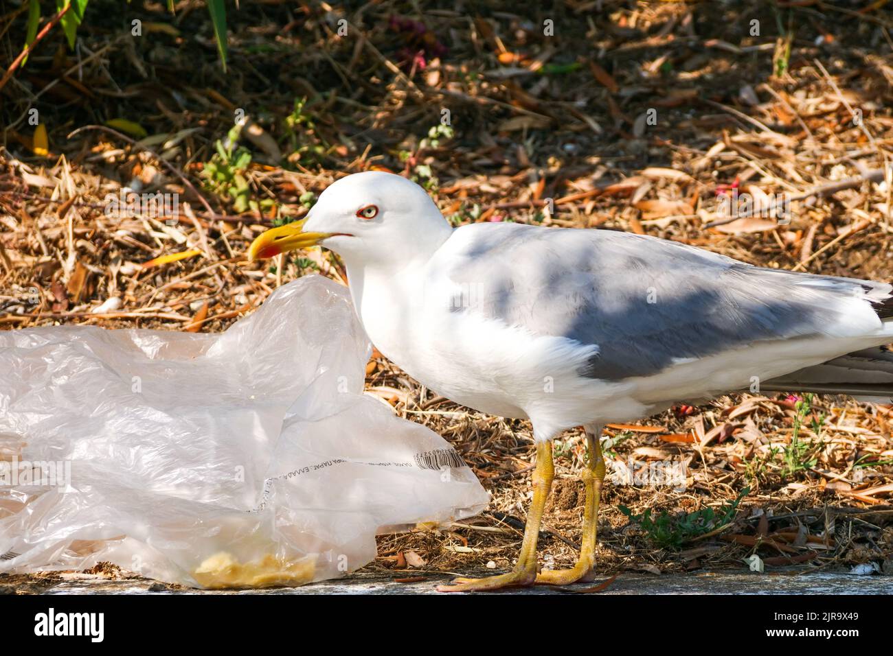 A seagull tries to eat a plastic bag, Kavala, Macedonia, North-Eastern ...