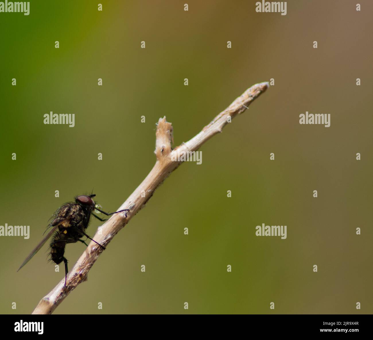 Macro photo of a fly perched on a branch. Close up. Insect Stock Photo ...