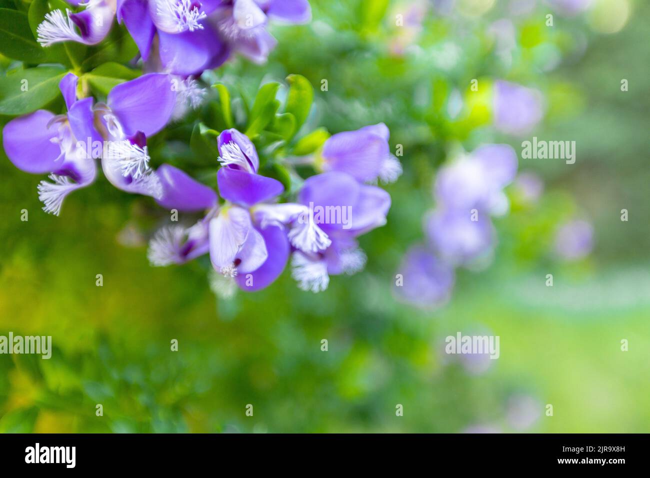 Macro image of spring lilac violet flowers, abstract soft floral ...