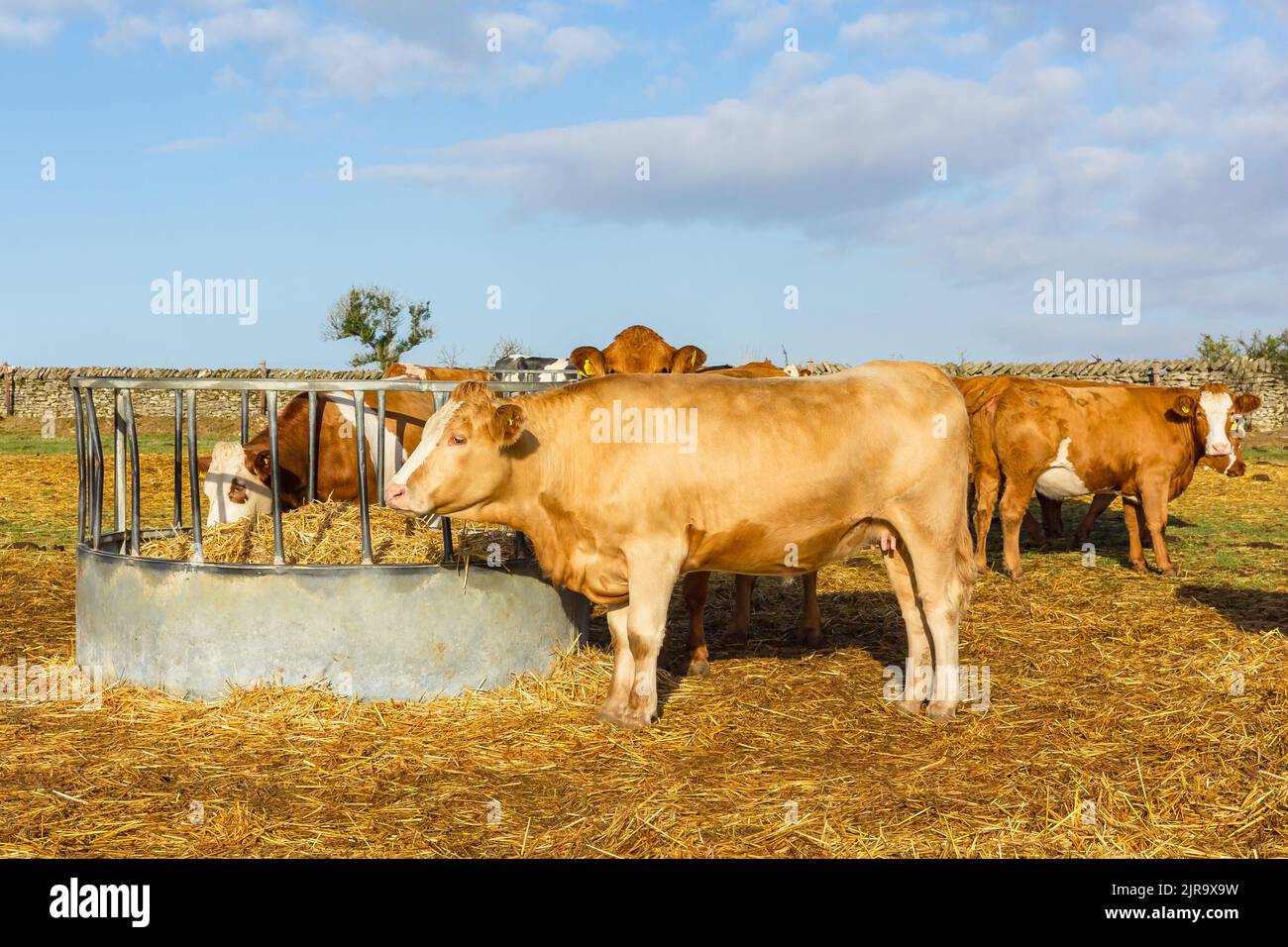 A herd of young brown and white heifers, female cows, feeding at a Ring ...