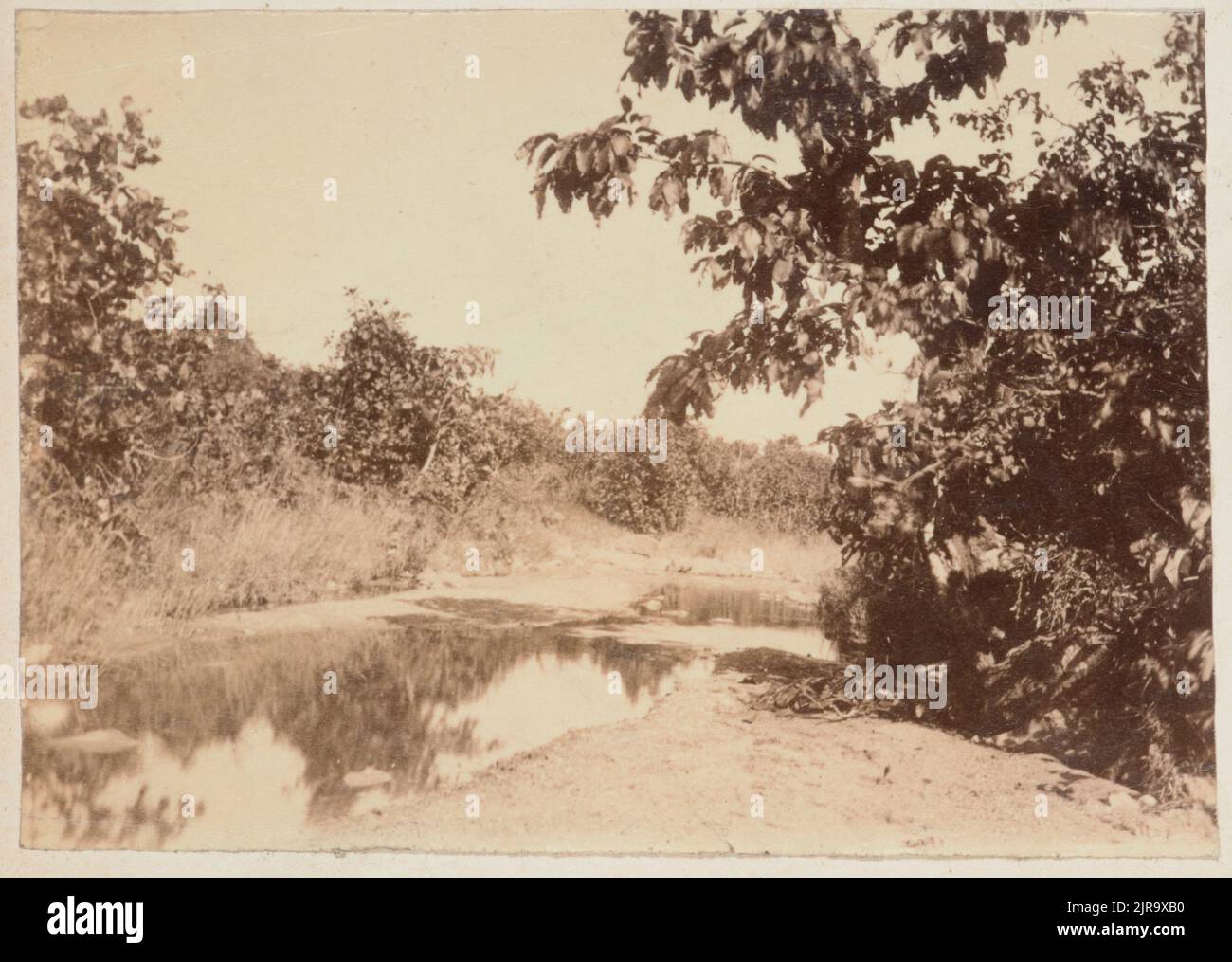 A stream and trees. From the album: Cook Islands, circa 1896, Rarotonga ...