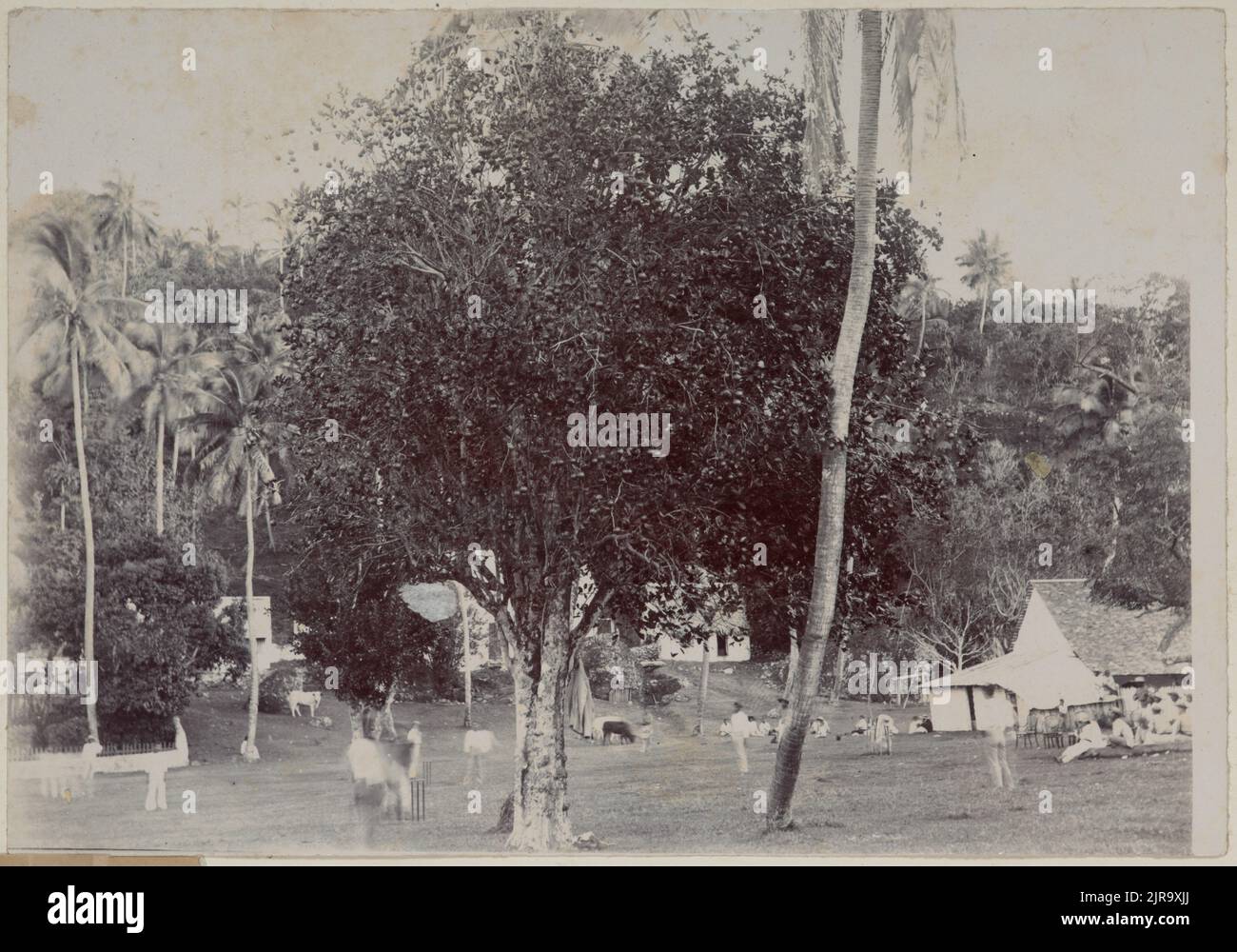 Men playing and watching cricket. From the album: Cook Islands, circa ...