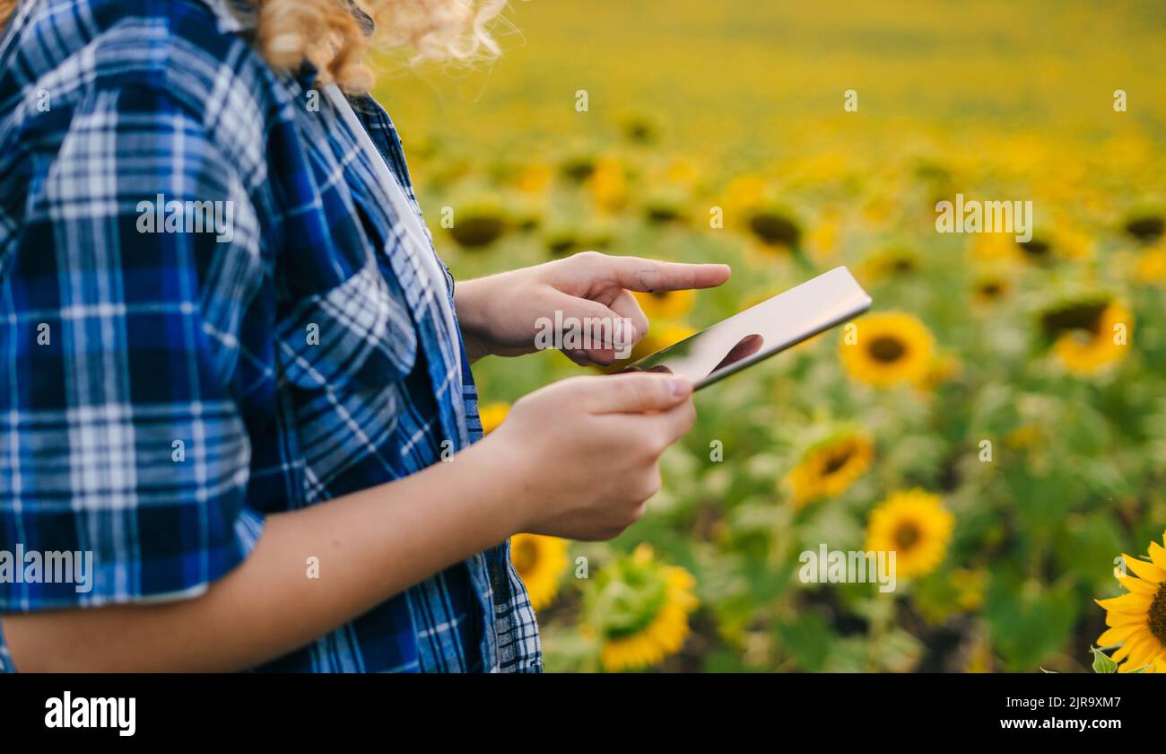 Woman using smart tablet to research about agriculture at sunflower ...