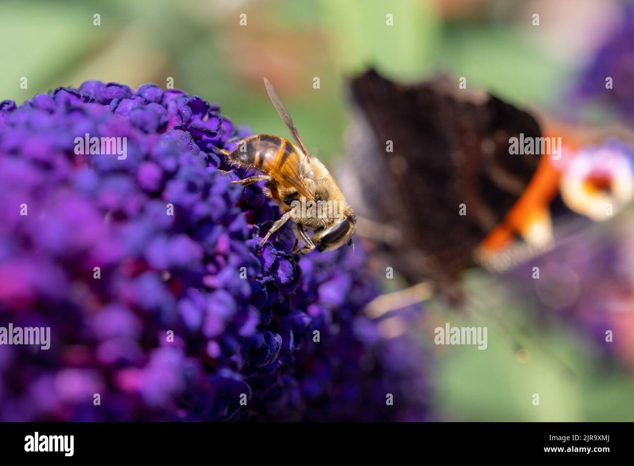 Buddleia sp hi-res stock photography and images - Alamy