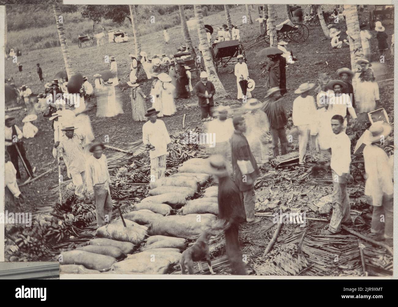 Cook Islanders with piles of bananas and dead pigs among palm trees ...