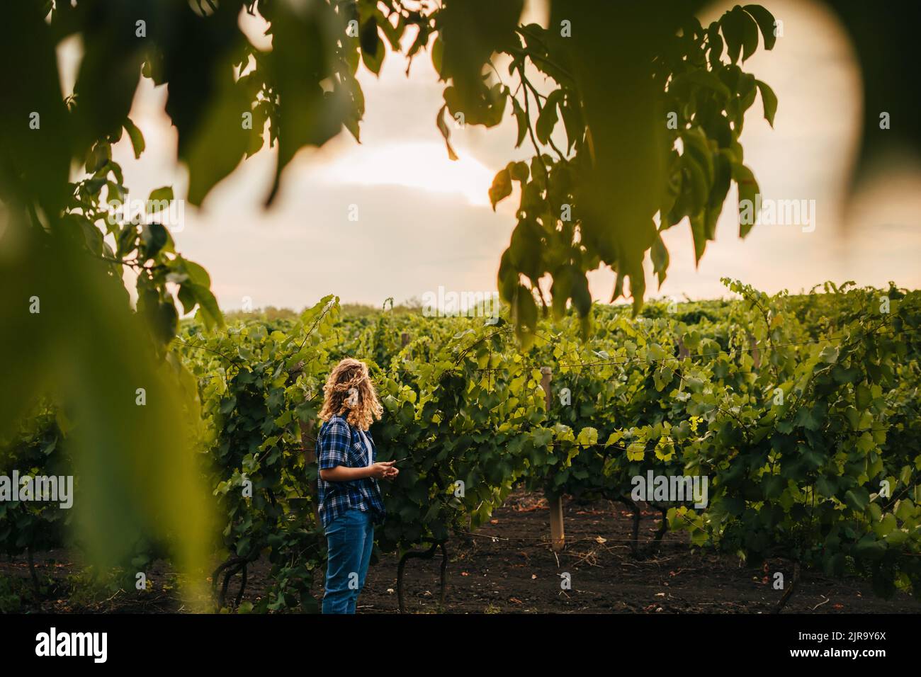 Far away view of a farmer using tablet analysing the condition of the ...