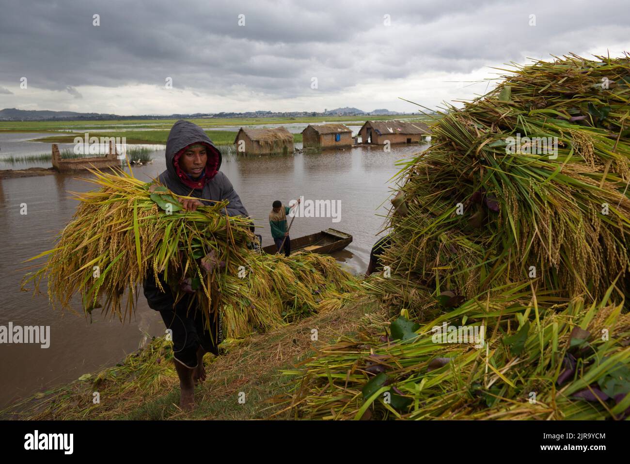 Family rice field hi-res stock photography and images - Alamy
