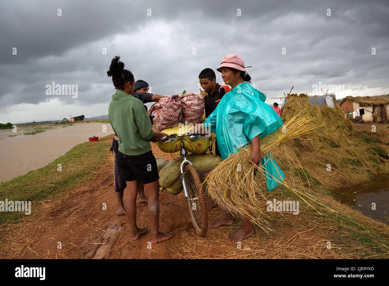 Family rice field hi-res stock photography and images - Alamy