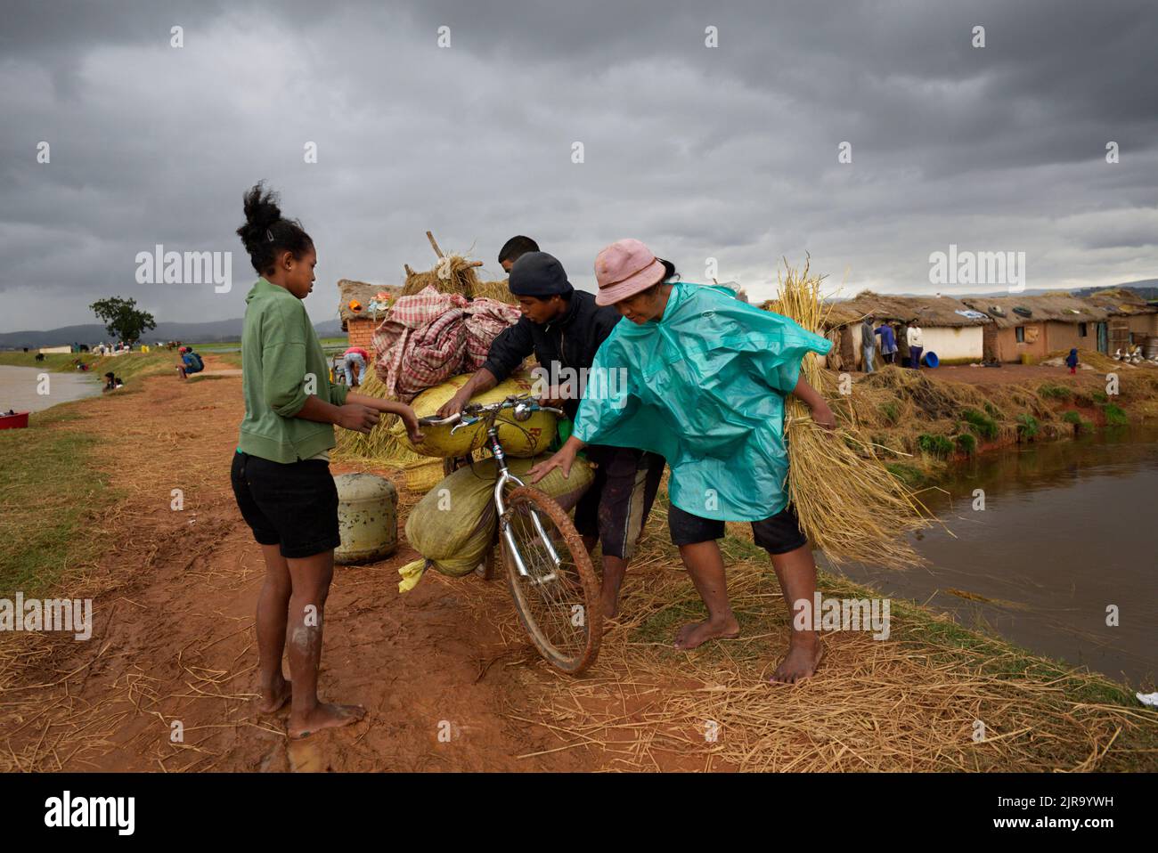 Family rice field hi-res stock photography and images - Alamy