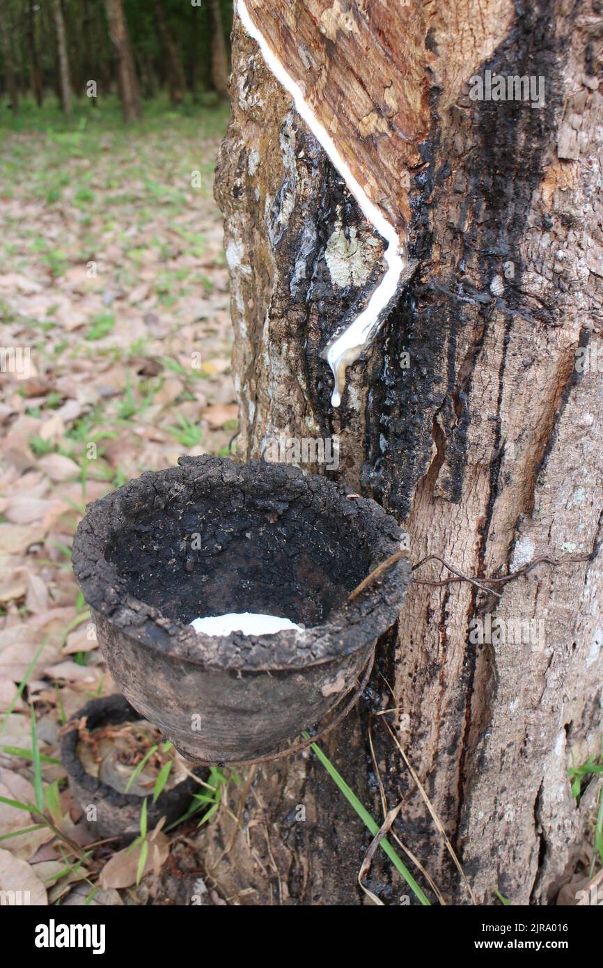 A vertical shot of natural rubber from a rubber Para tree Stock Photo ...