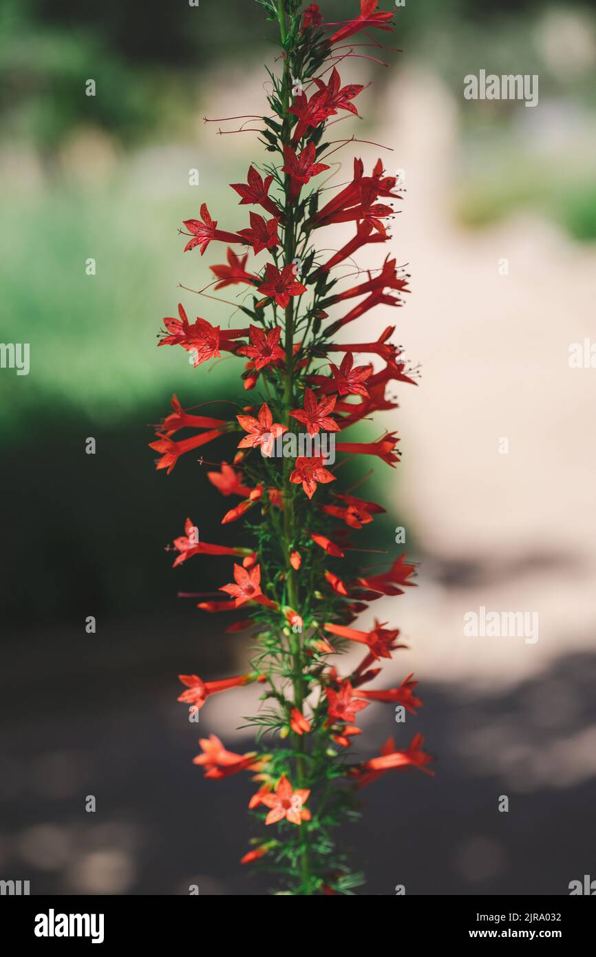 Ipomopsis rubra hi-res stock photography and images - Alamy