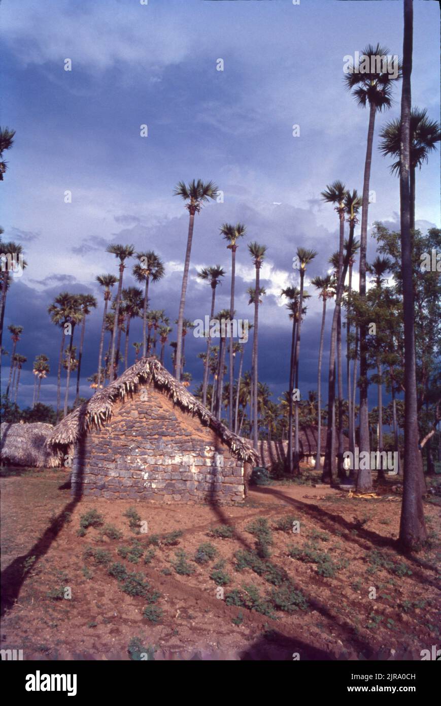 Abode Amongst Trees In Tulsampatti Tamil Nadu India Stock Photo Alamy