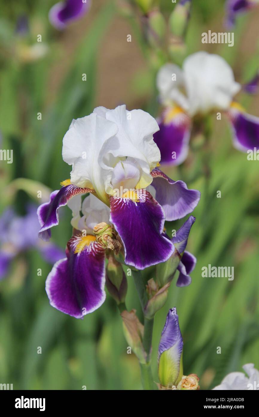 A vertical shot of iris flower with white and purple petals on blurred background of irises and ...