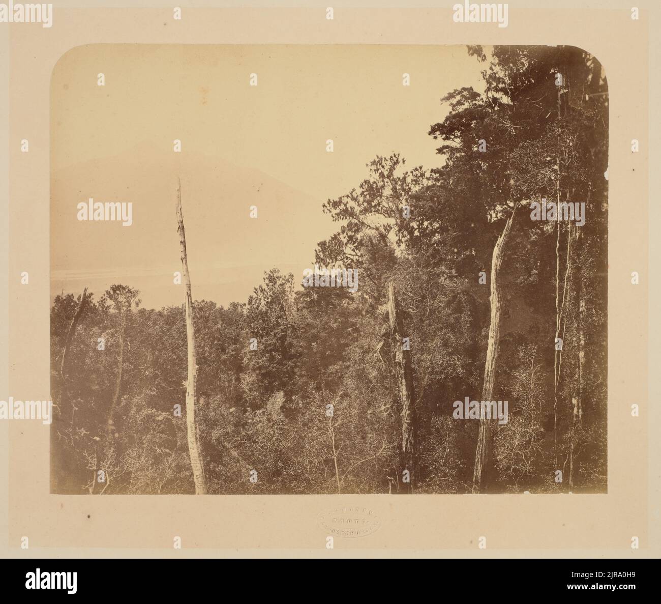 View from the Cutting, looking on the Teramakau River, West Coast, 1868 ...