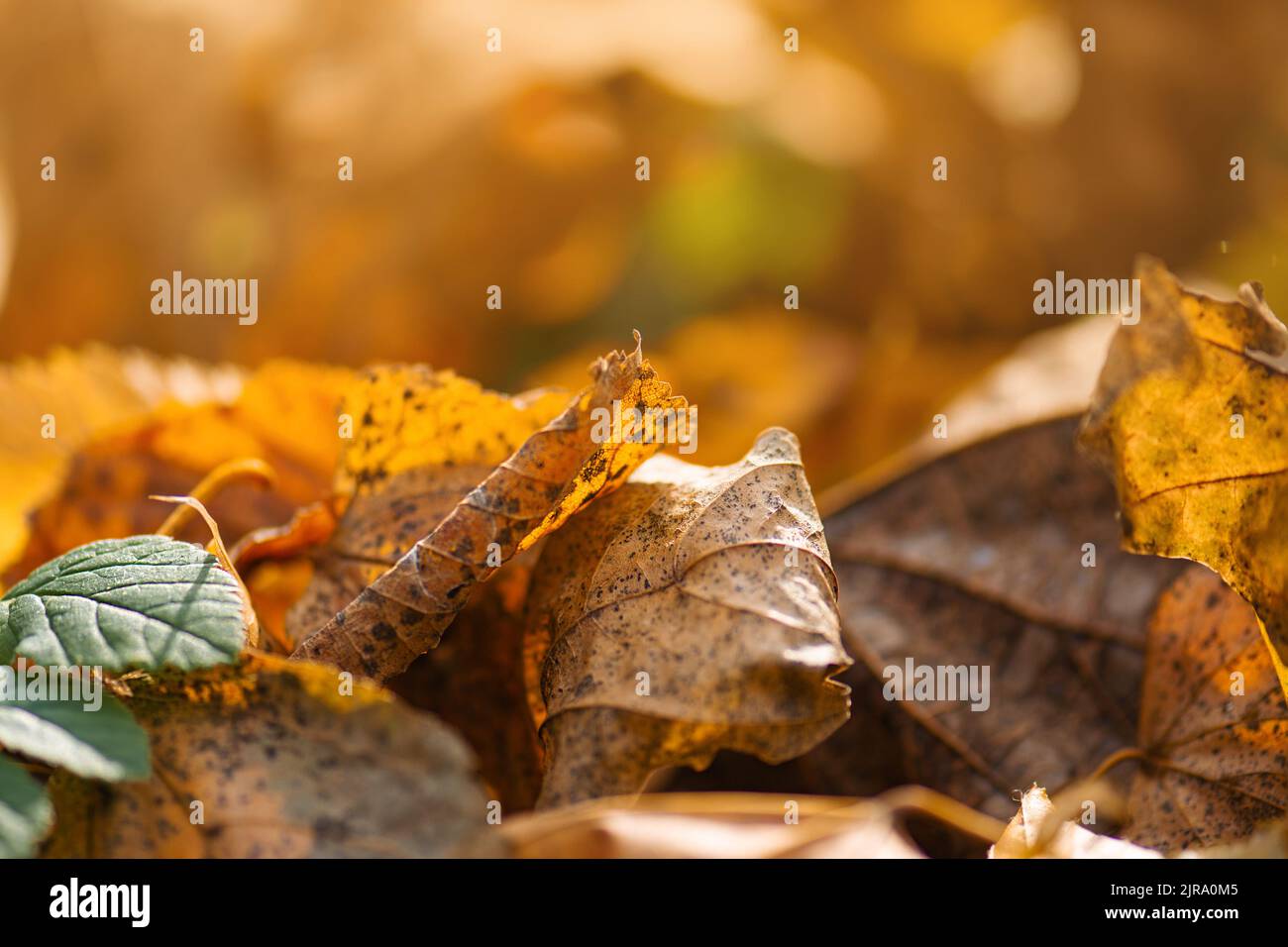 Botanical floral autumn backdrop. Autumn, fall, thanksgiving day ...