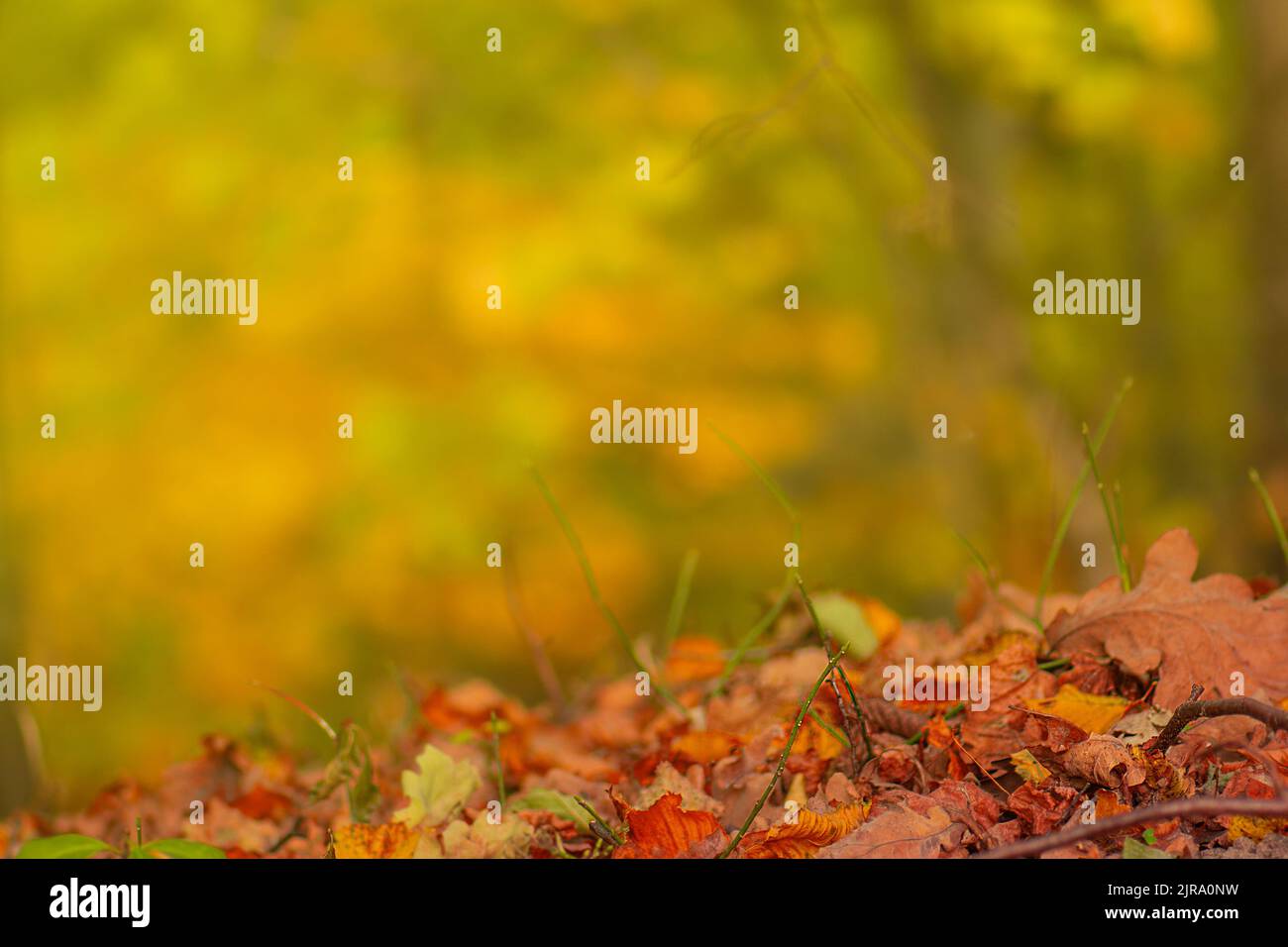 Colorful beautiful background of fallen leaves. Yellow, orange, red ...