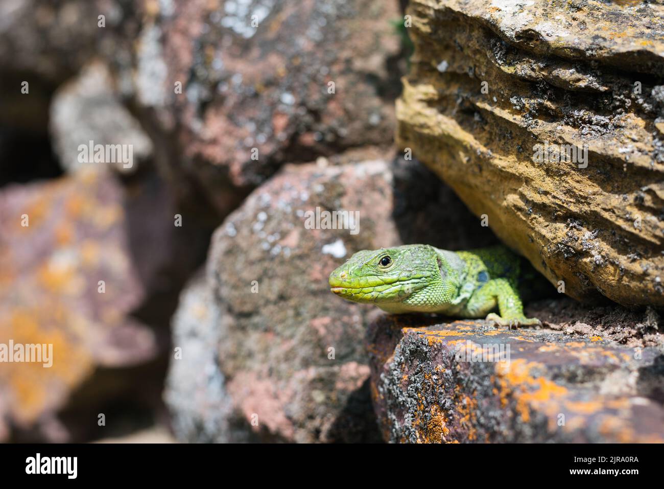 Wild Spanish Ocellated Lizard in its natural habitat among rocks Stock ...