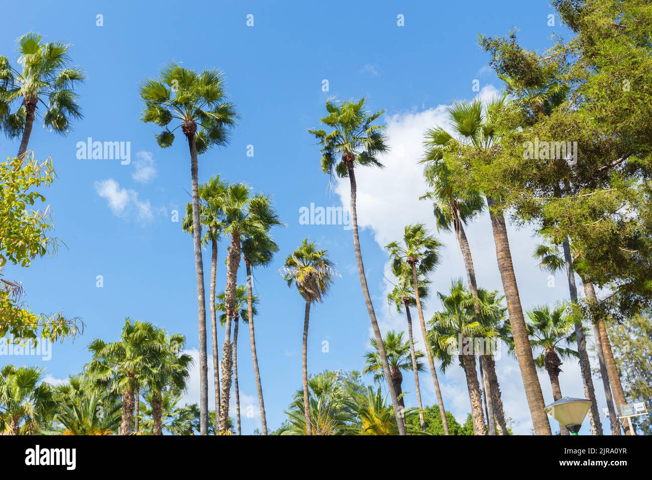 Group of tall palm trees bottom view Stock Photo - Alamy