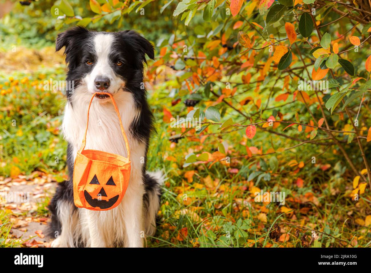 Trick or Treat concept. Funny puppy dog border collie holding pumpkin ...