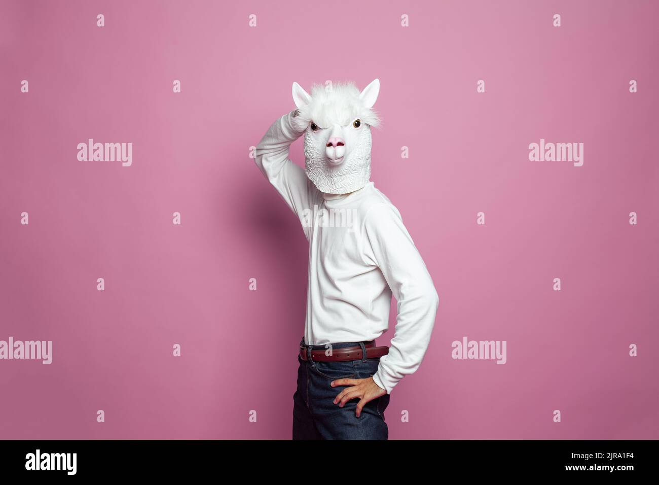 White lama human posing on bright pink studio wall background Stock ...