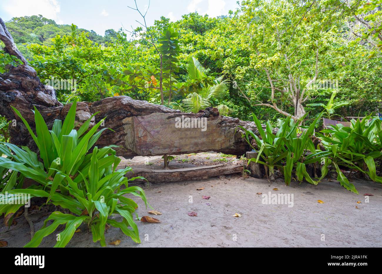 natural green trees and bushes background with path Stock Photo - Alamy