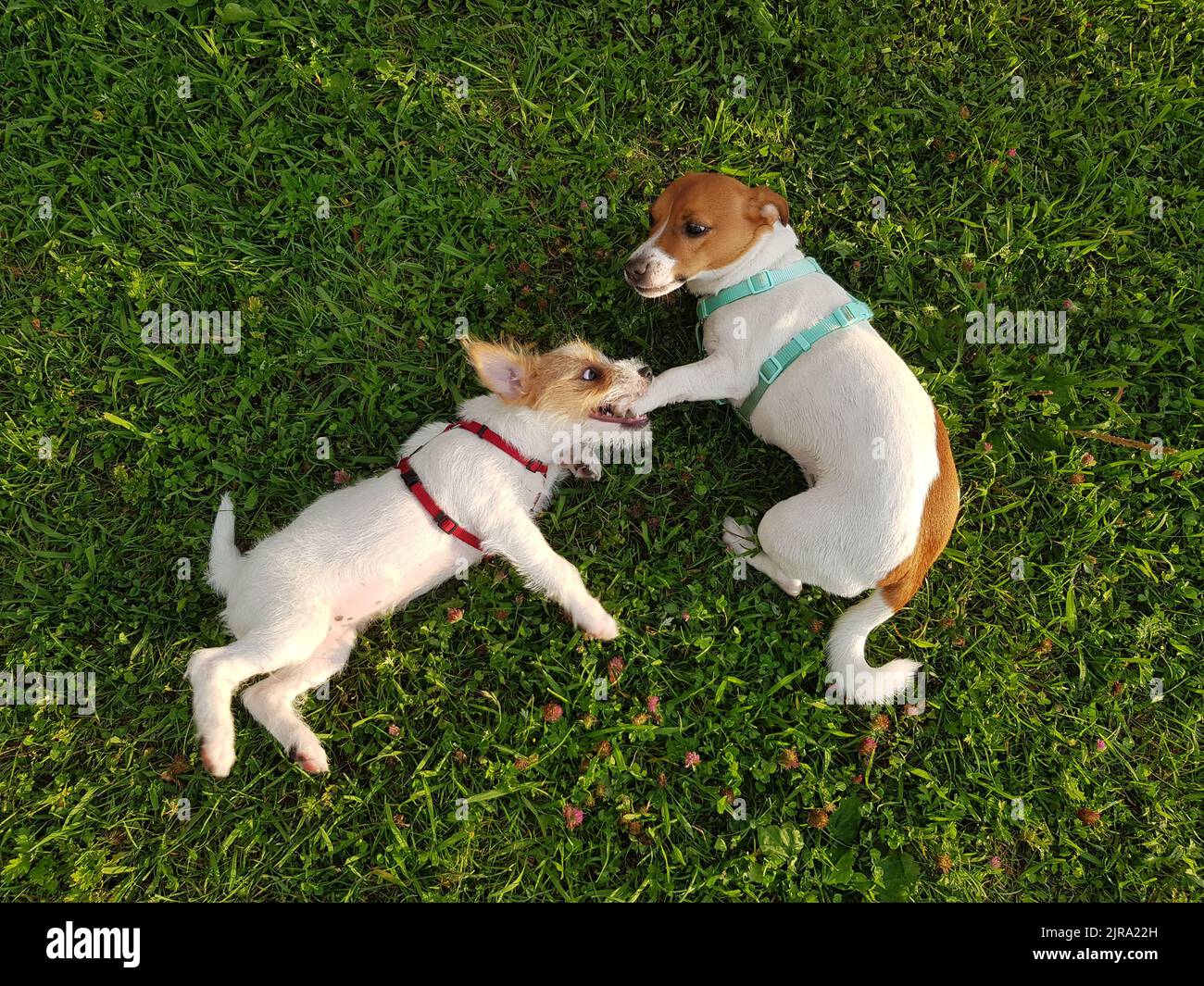 Two small Jack Russell Terrier dogs playing togehter in the meadow ...