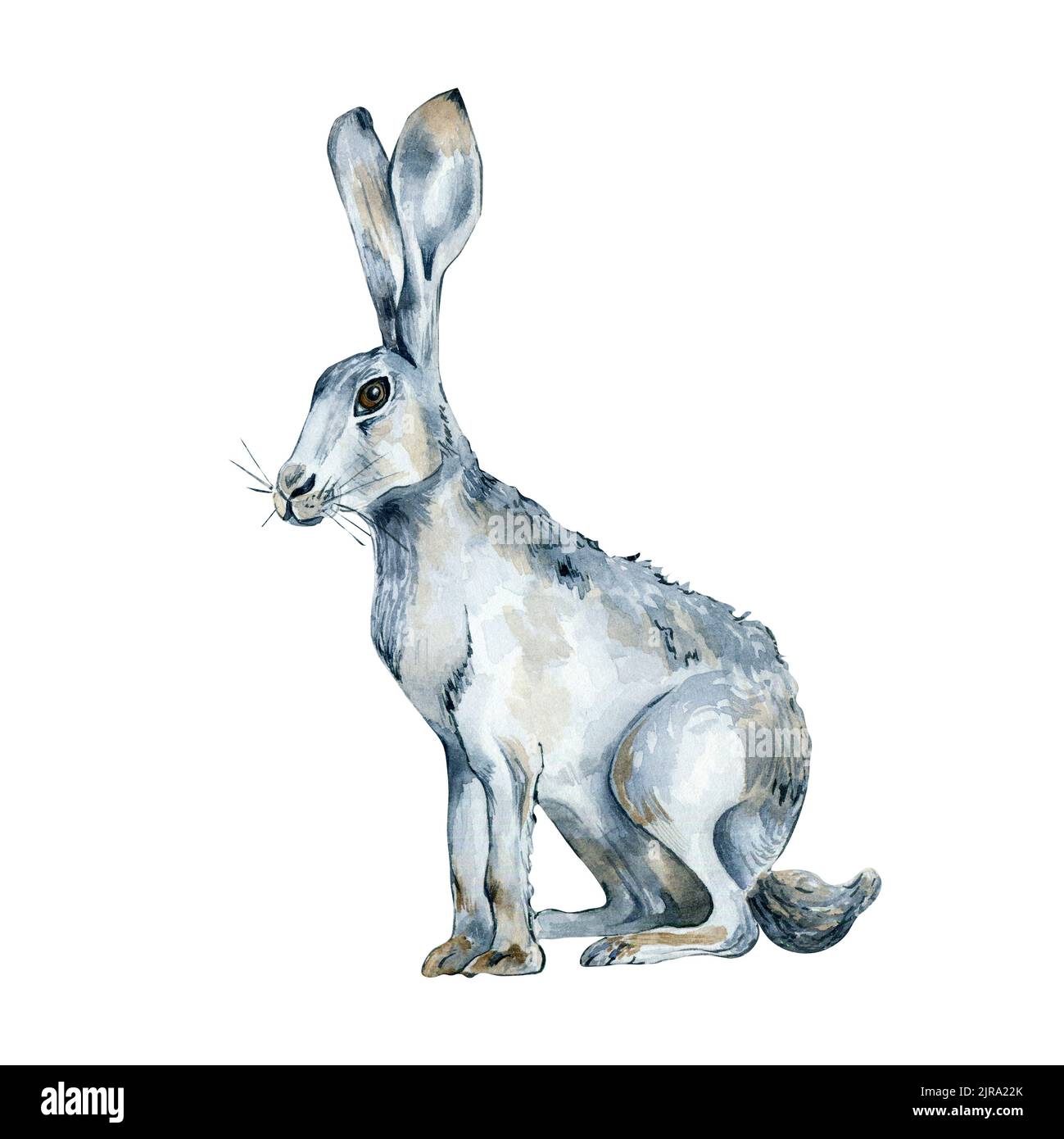 Sitting hare, white animal watercolor illustration isolated on white ...