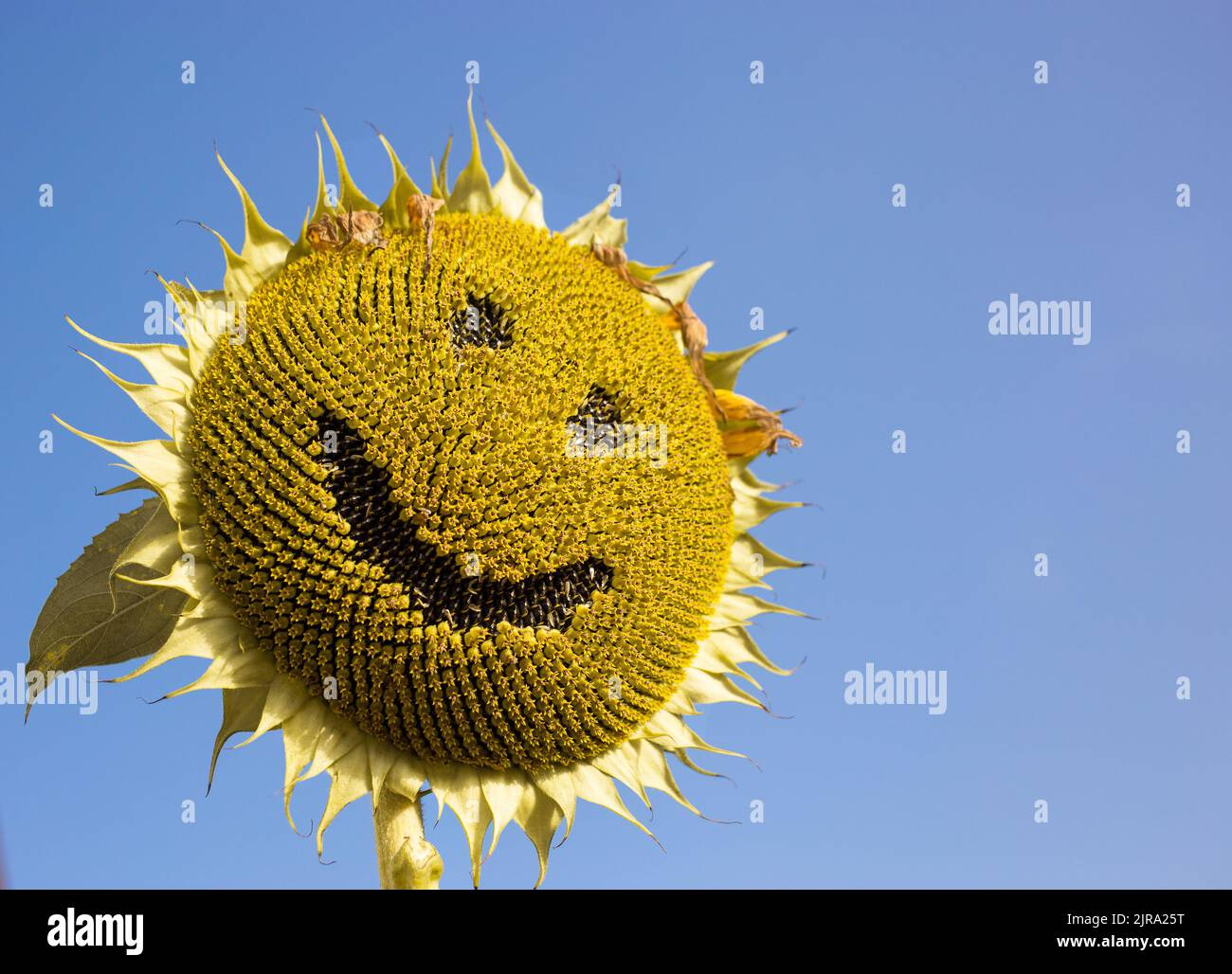 smiling sunflower face. dried ripe sunflower against the sky ...