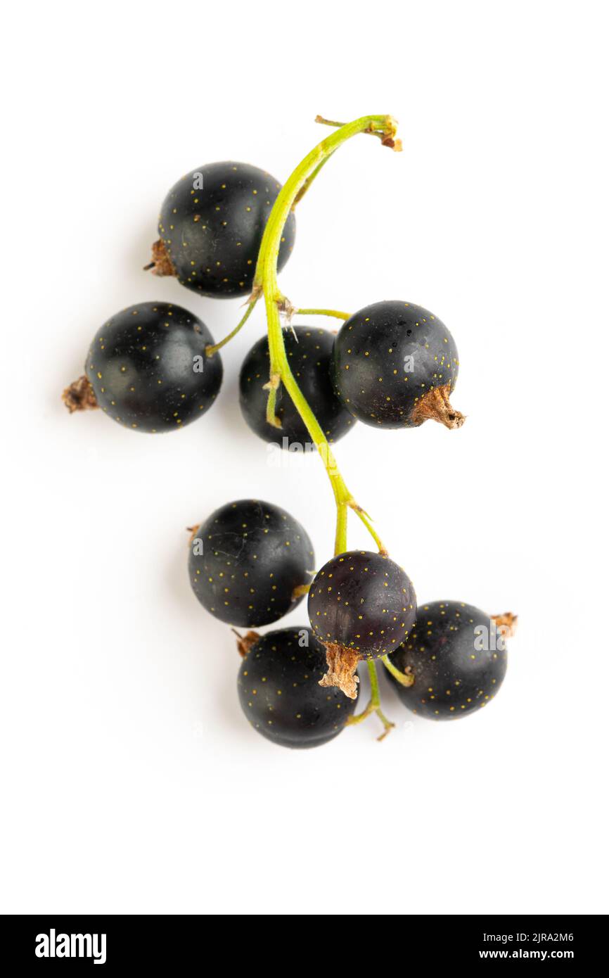 black currant branch isolated on white Stock Photo - Alamy
