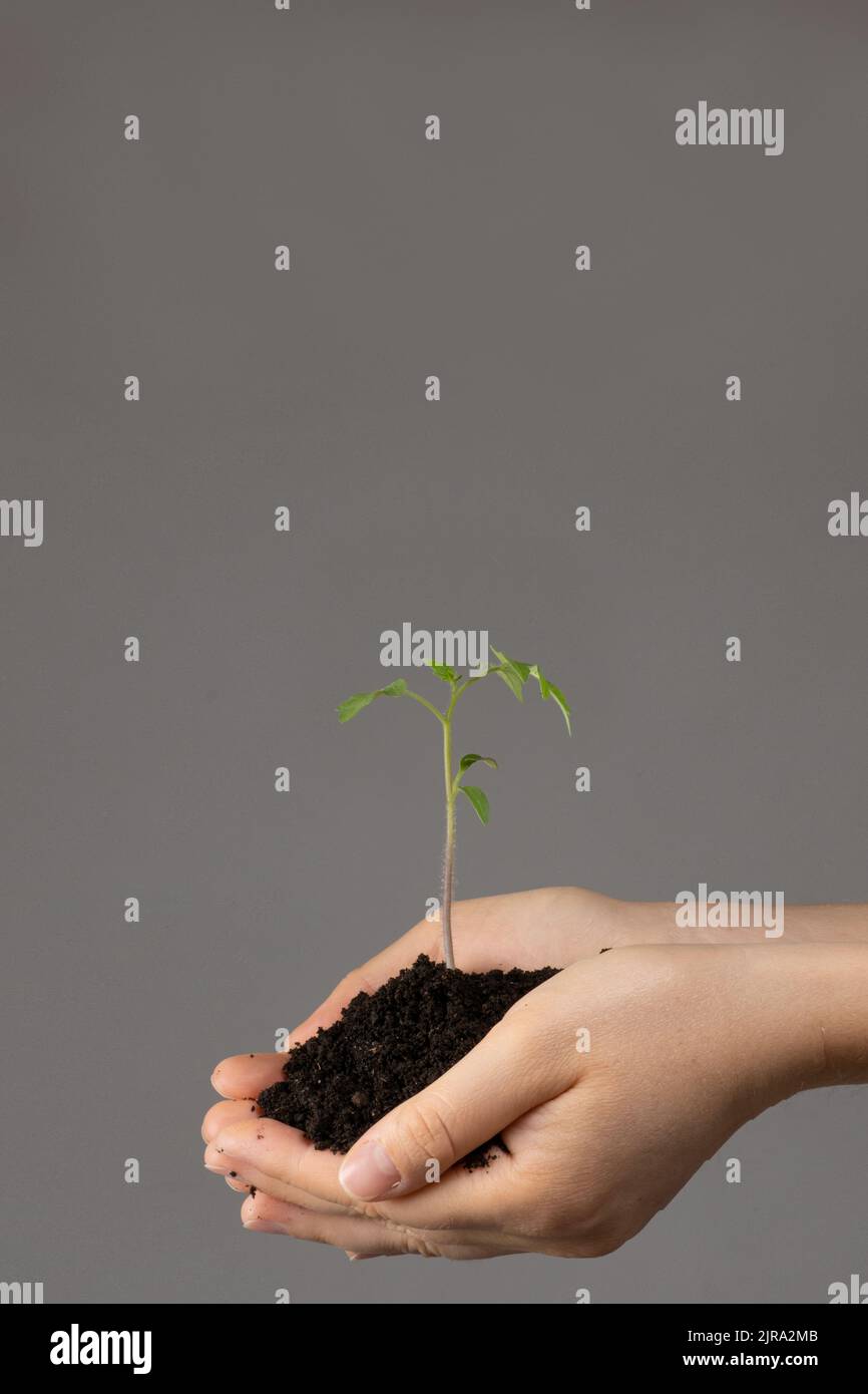 A young sprout with the earth in the hands of a man. The theme of ...