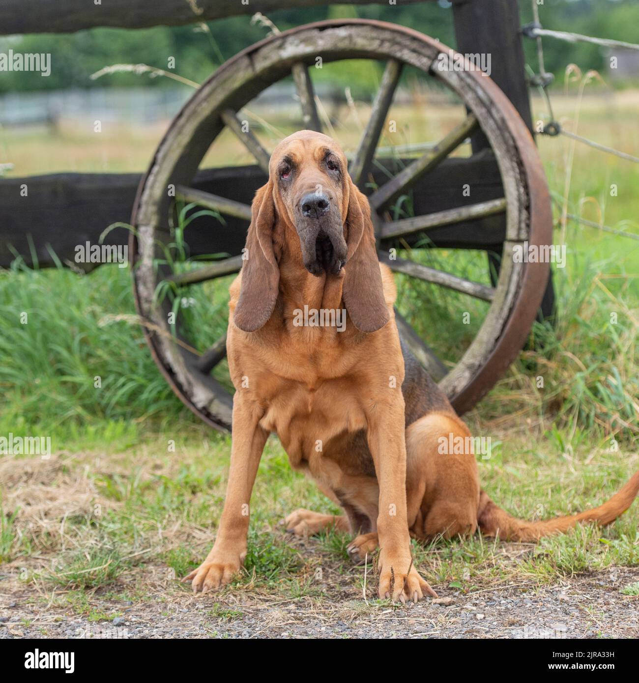 Alert bloodhound hi-res stock photography and images - Alamy