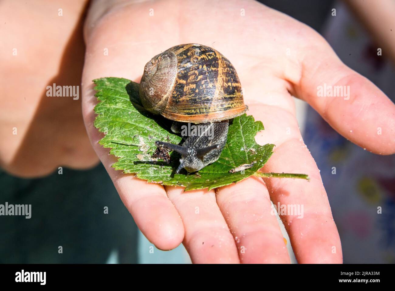 kid holding snail in hand Stock Photo - Alamy