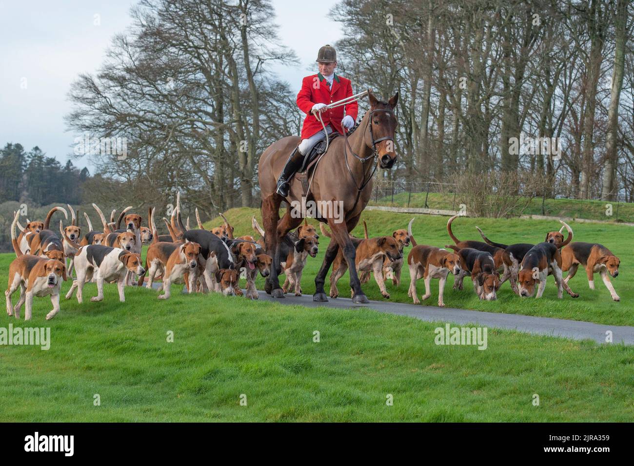 huntsman with a pack of hounds Stock Photo - Alamy